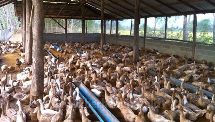 Cara Ternak Bebek Untuk Anda Para Pemula (Panduan Lengkap)