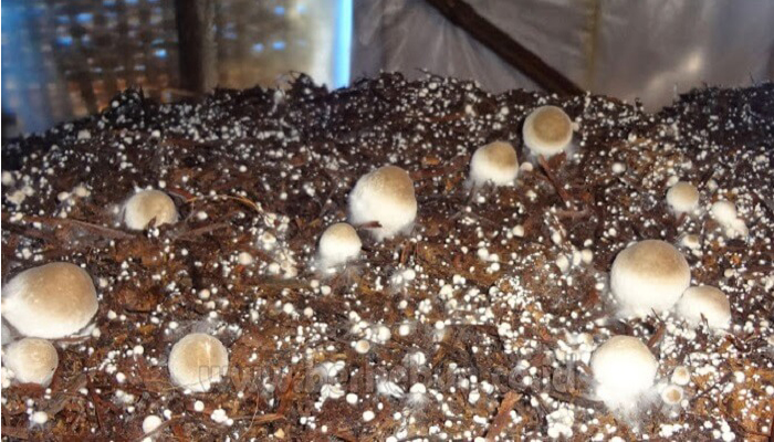 Budidaya Jamur Merang Dijamin Berhasil (Panduan Lengkap)