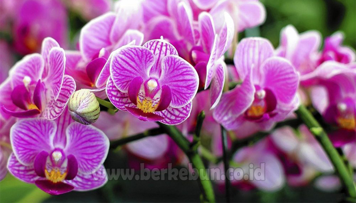 Cara Budidaya Anggrek dan Merawatnya (Panduan Lengkap)