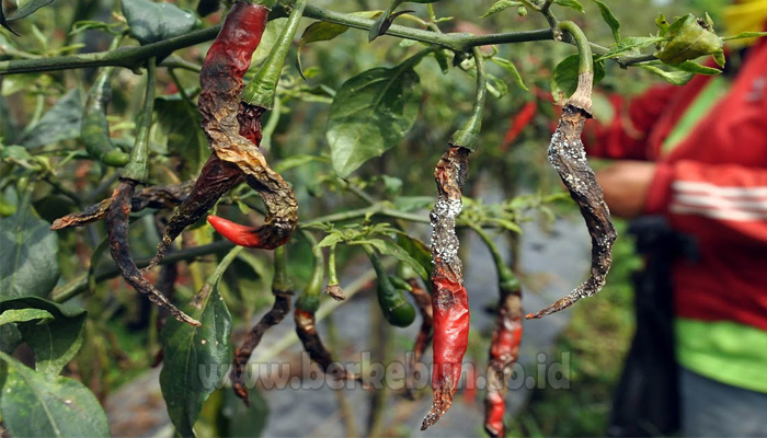 Penyakit Tanaman Cabe Dan Cara Pengendaliannya - misterdudu.com