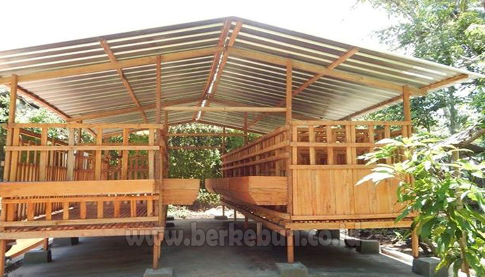 Cara Ternak Domba Yang Baik dan Benar (Panduan Lengkap)