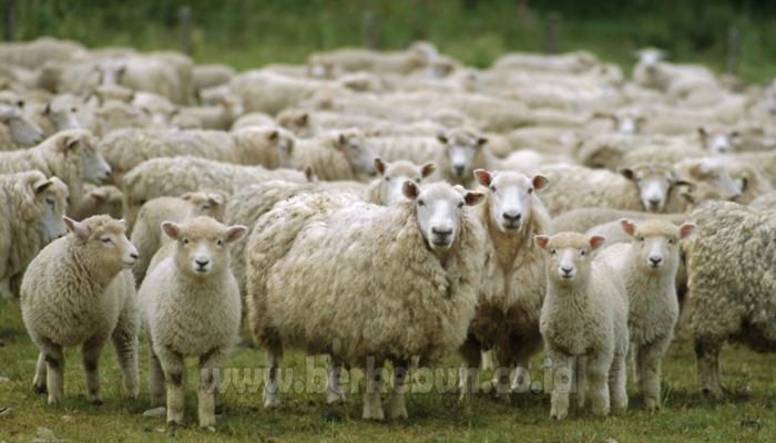 Cara Ternak Domba Yang Baik dan Benar (Panduan Lengkap)