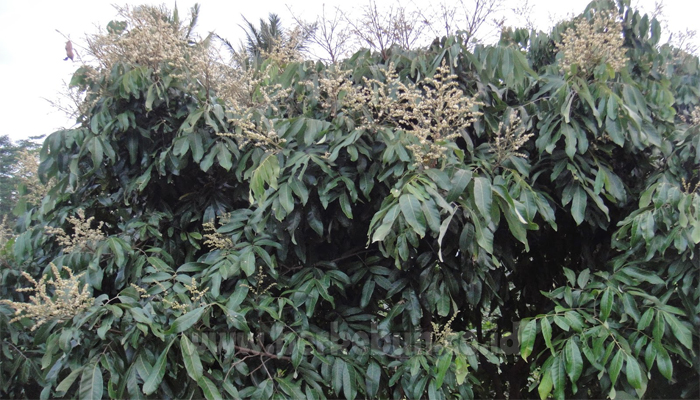 Cara Merawat Tanaman Kelengkeng Agar Hasil Melimpah