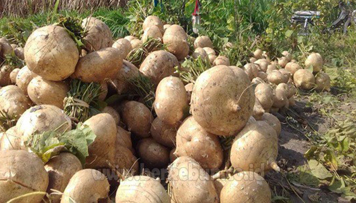 Cara Menanam Bengkuang yang Benar (Panduan Lengkap)