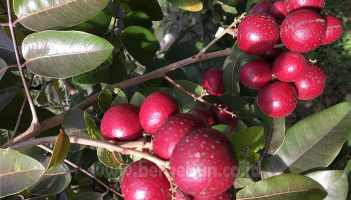 Cara Menanam Kelengkeng Merah Dan Merawatnya (Panduan Lengkap)
