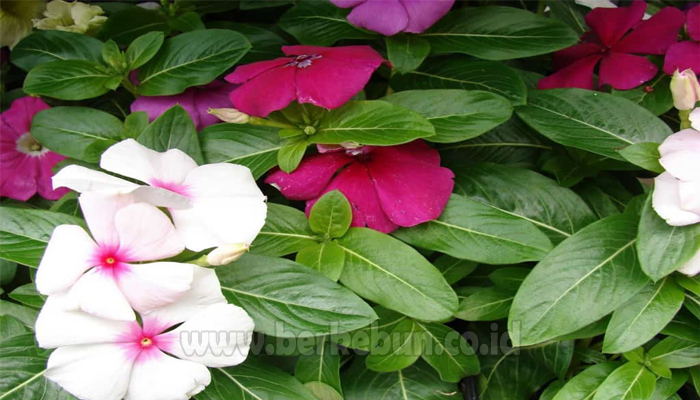 Ilmu Cara Menanam dan Merawat Bunga Geranium